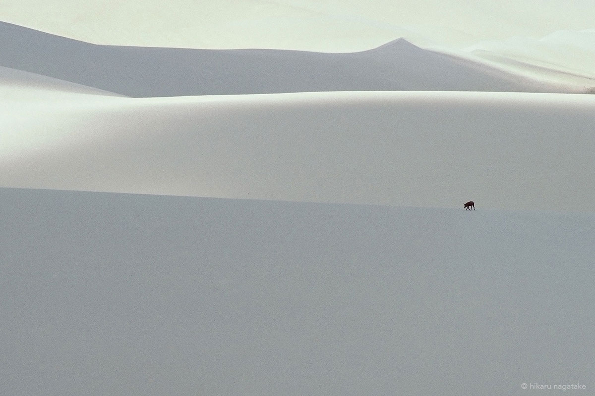 Dunescape in the northeast coast of Brazil | hikarun photo & blog